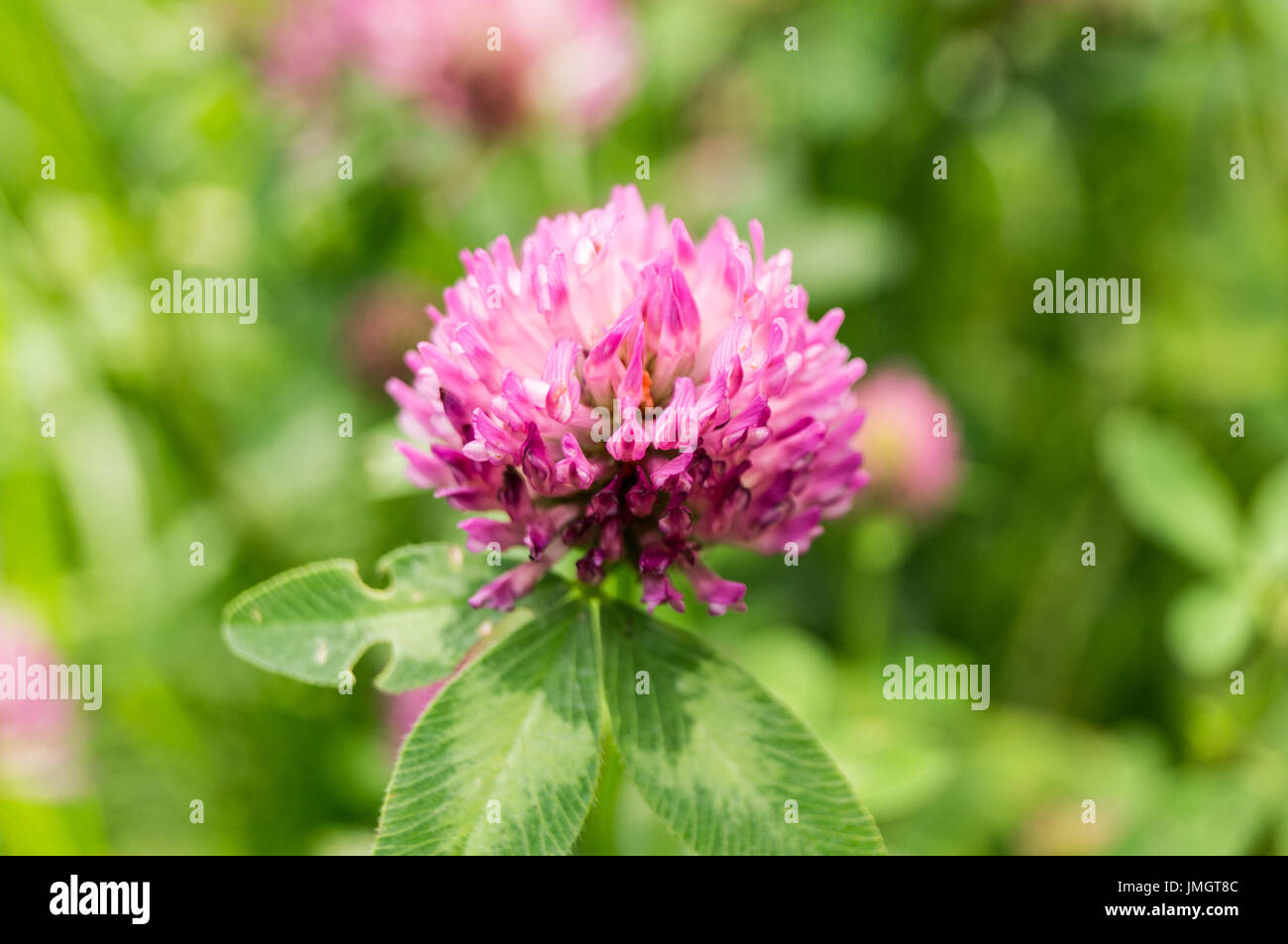 Pink clover flower hi-res stock photography and images - Alamy