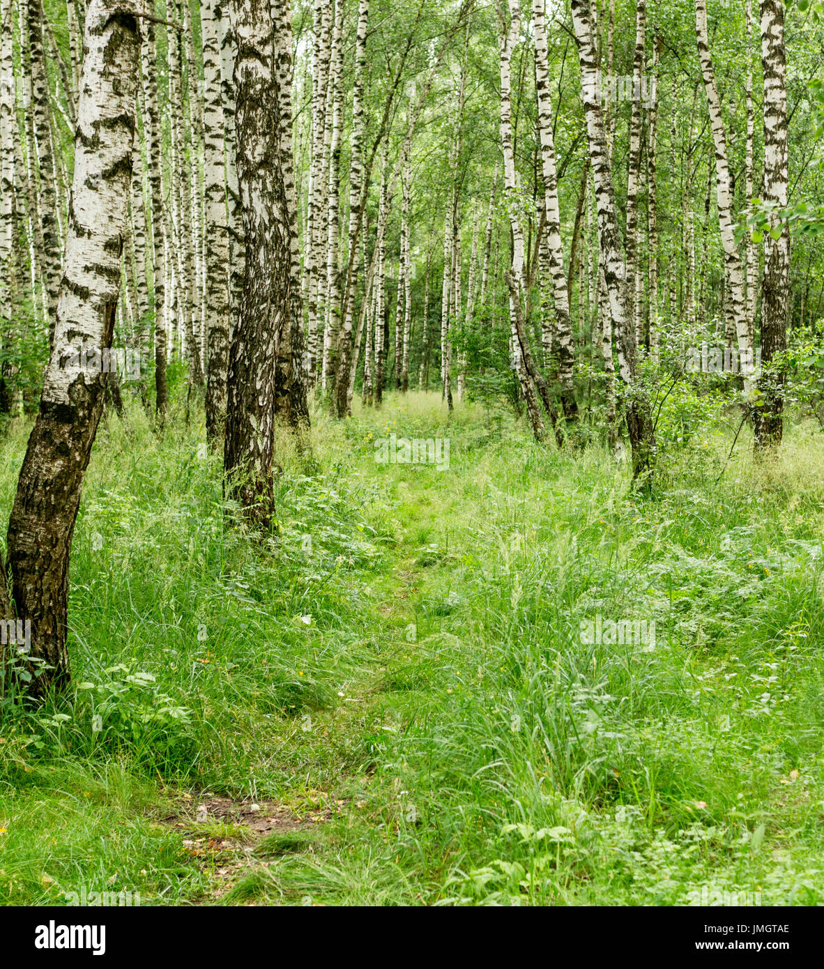 Grove background hi-res stock photography and images - Alamy
