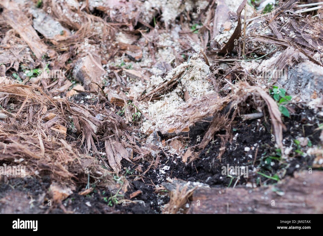 Sawd hi-res stock photography and images - Alamy