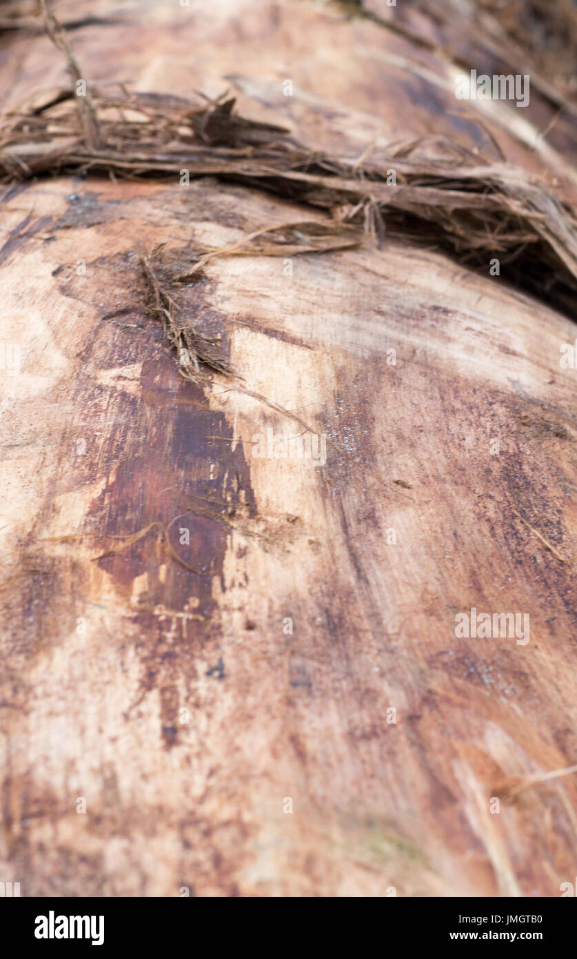 sawn tree trunk without bark. background, perspective Stock Photo - Alamy