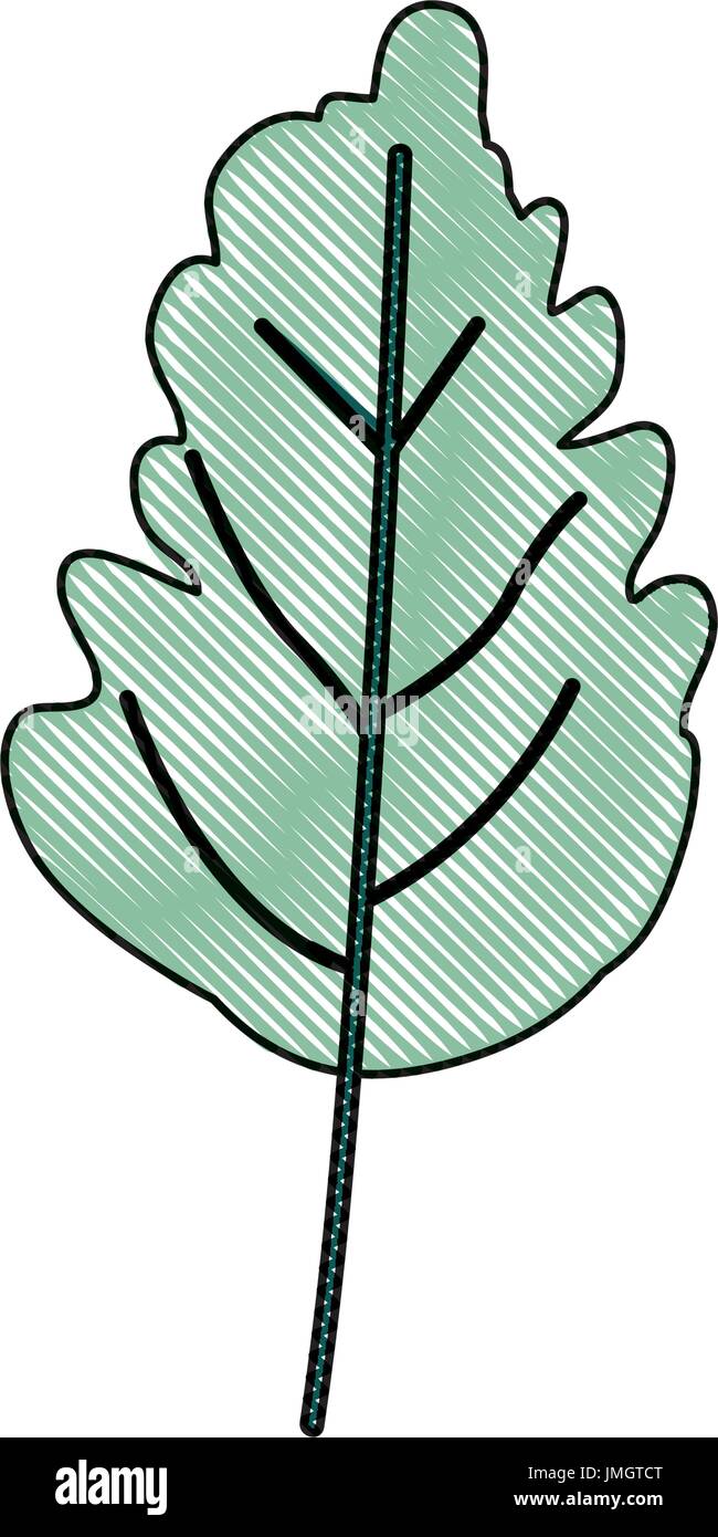 crayon silhouette of green light color of wavy leaf plant Stock Vector ...