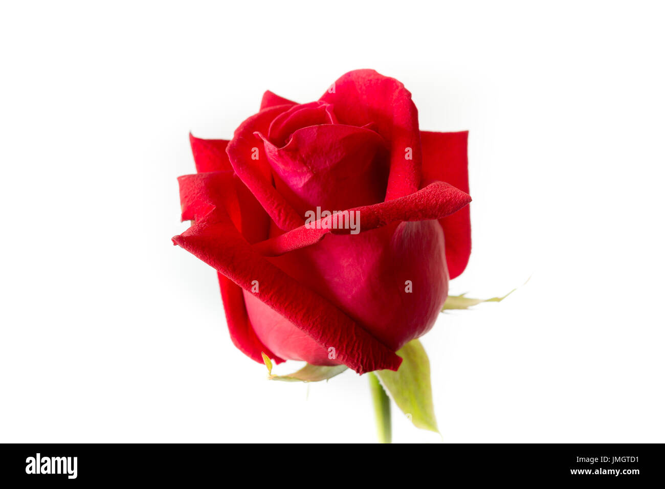 beautiful big red rose isolated on white background Stock Photo - Alamy