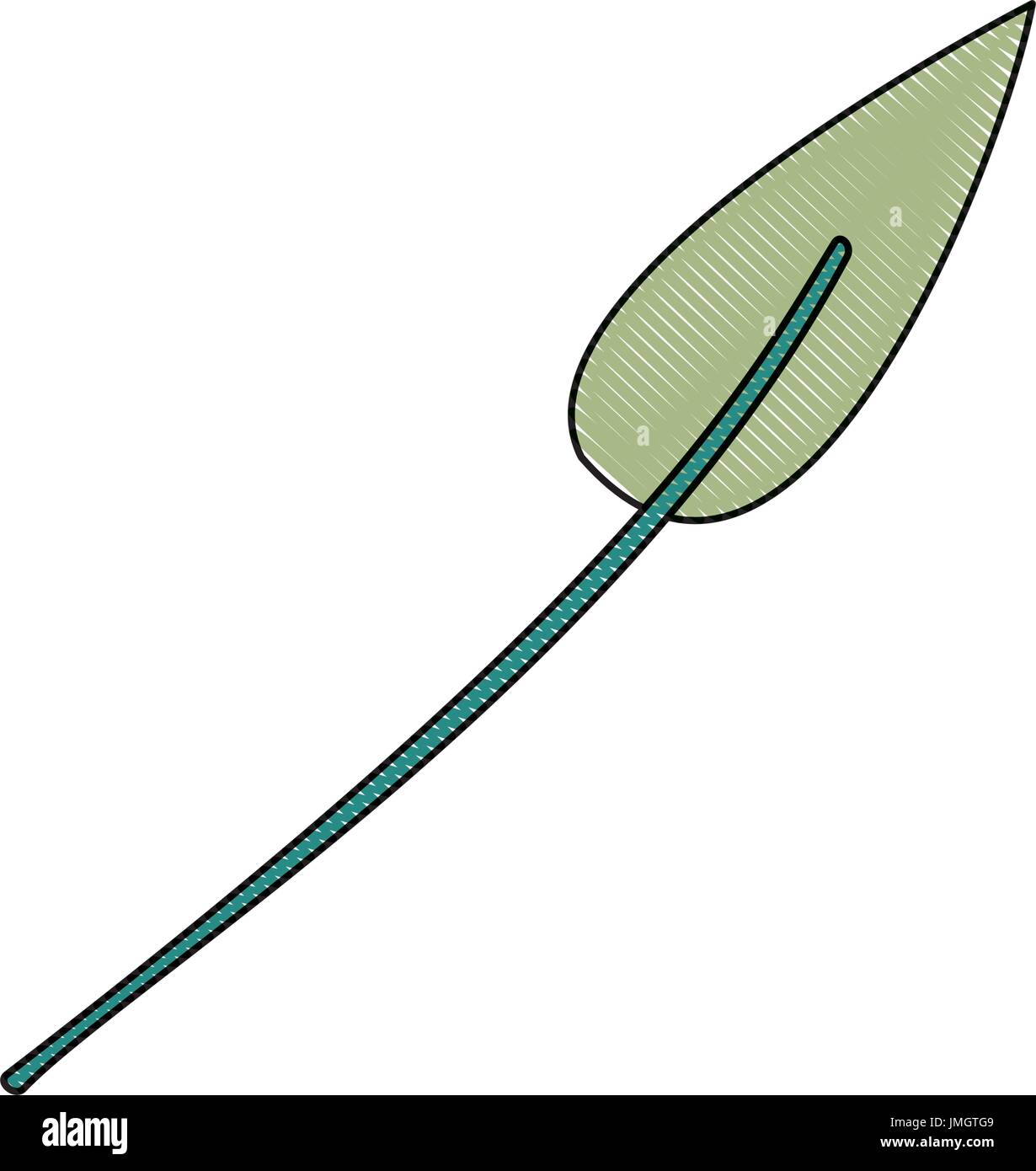 crayon silhouette of green light color of small lanceolate leaf plant ...