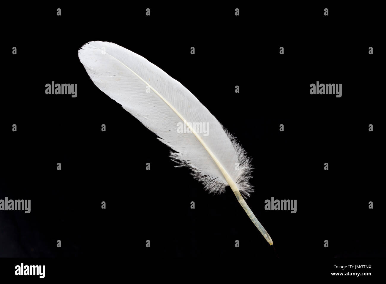 White feather from a swan. A white feather was given out as a sign of ...