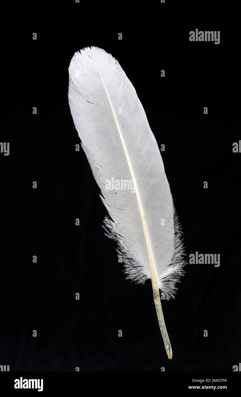 Swan feather hi-res stock photography and images - Alamy
