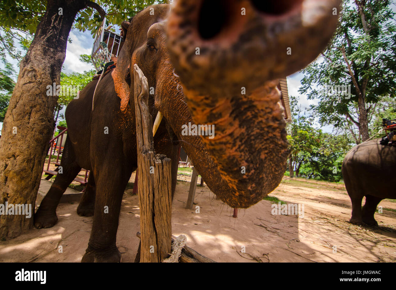 Elephant Study Center,Surin Elephant Village Stock Photo - Alamy