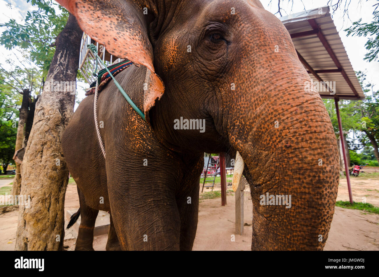 Elephant Study Center,Surin Elephant Village Stock Photo - Alamy