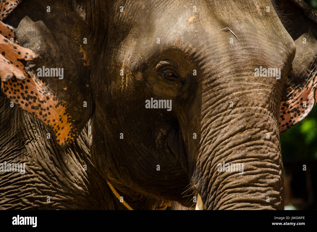 Elephant Study Center,Surin Elephant Village Stock Photo - Alamy