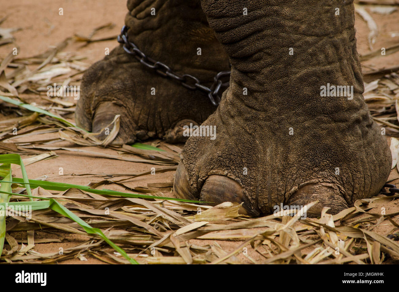 Elephant Foot Stand High Resolution Stock Photography and Images - Alamy