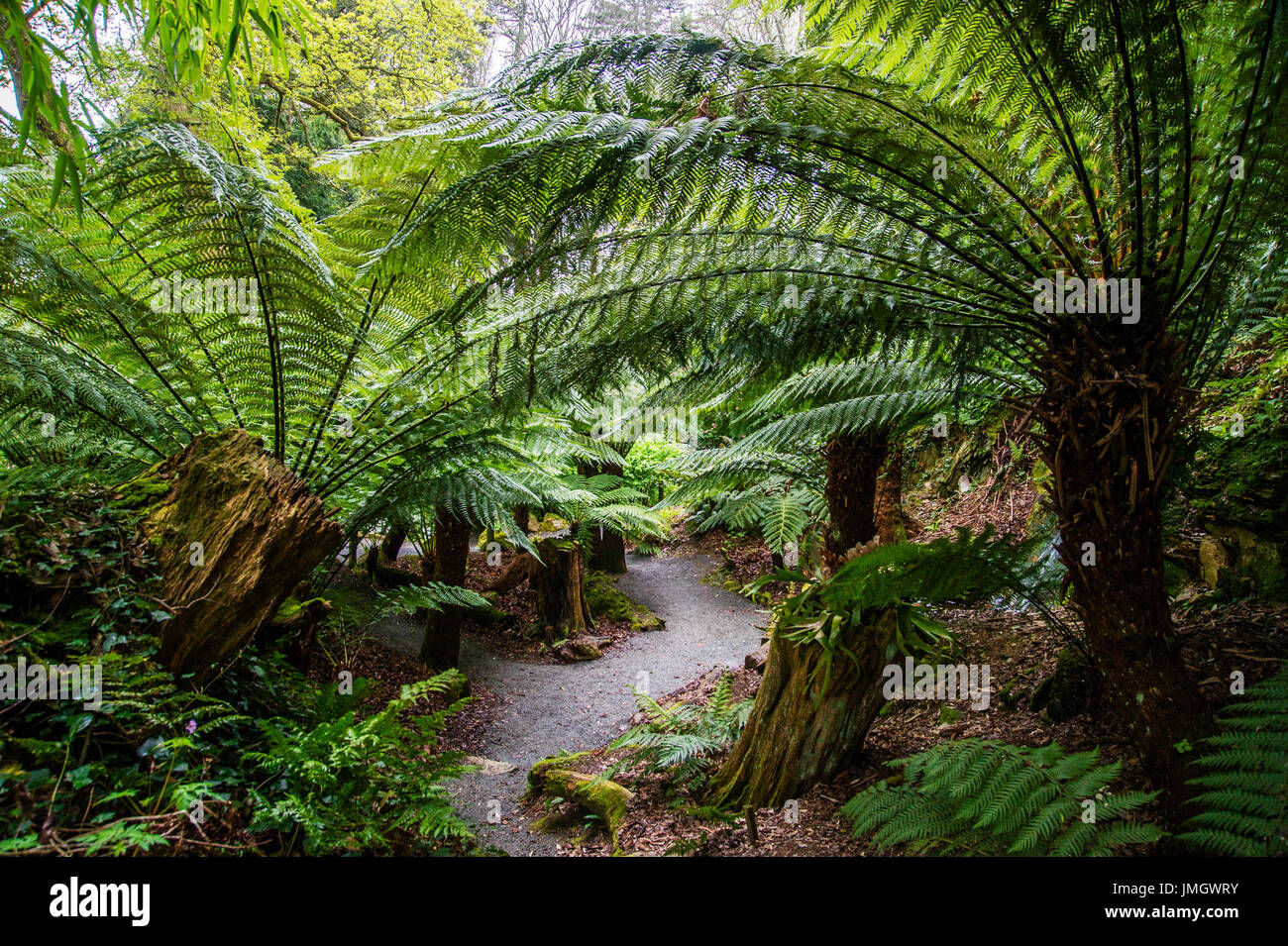 Dicksonia antarctica - tree ferns . Trebah gardens, Cornwall Stock ...