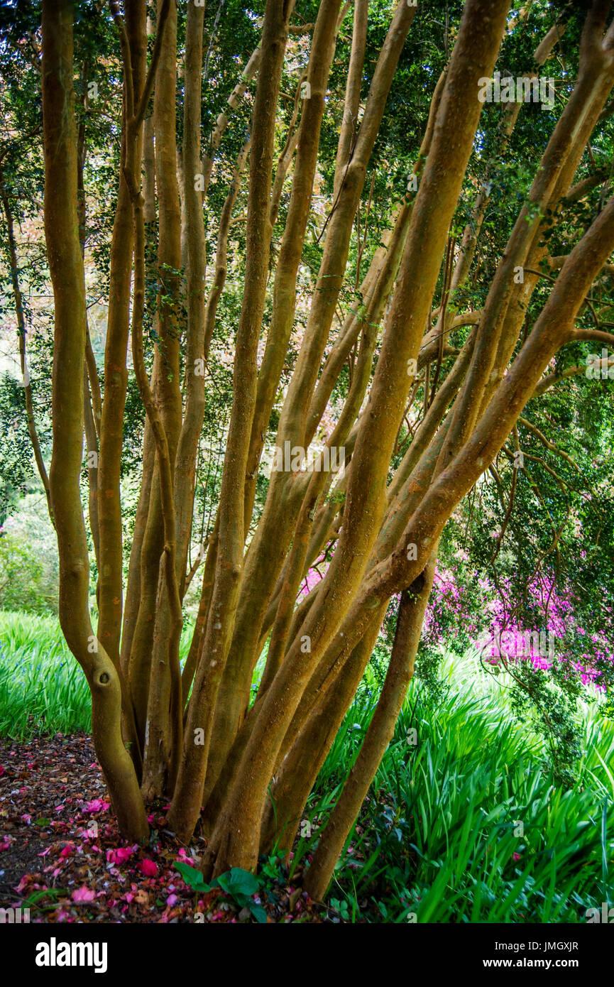 Luma apiculata - Chilean myrtle Stock Photo - Alamy Luma apiculata - Chilean myrtle Stock Photo - Alamy