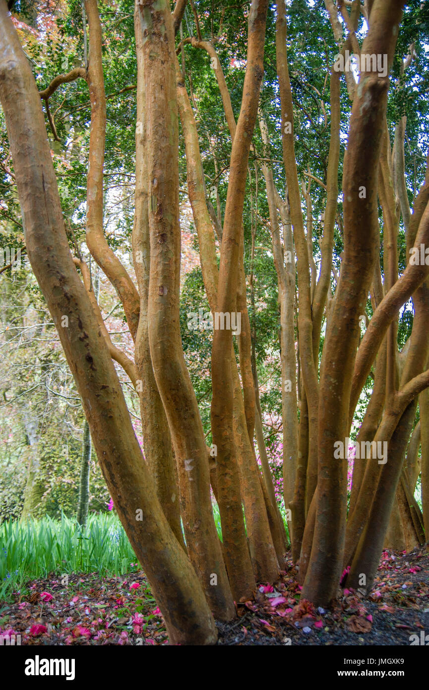 Luma apiculata hi-res stock photography and images - Alamy