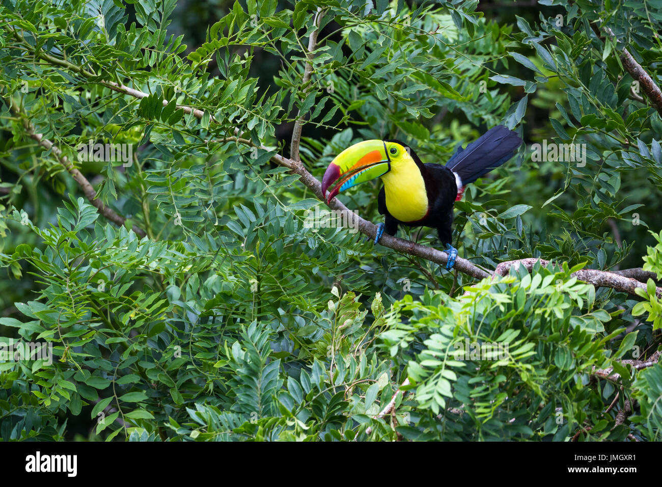 keel billed tucan perched on a tree in the rainforest of Costa Rica ...