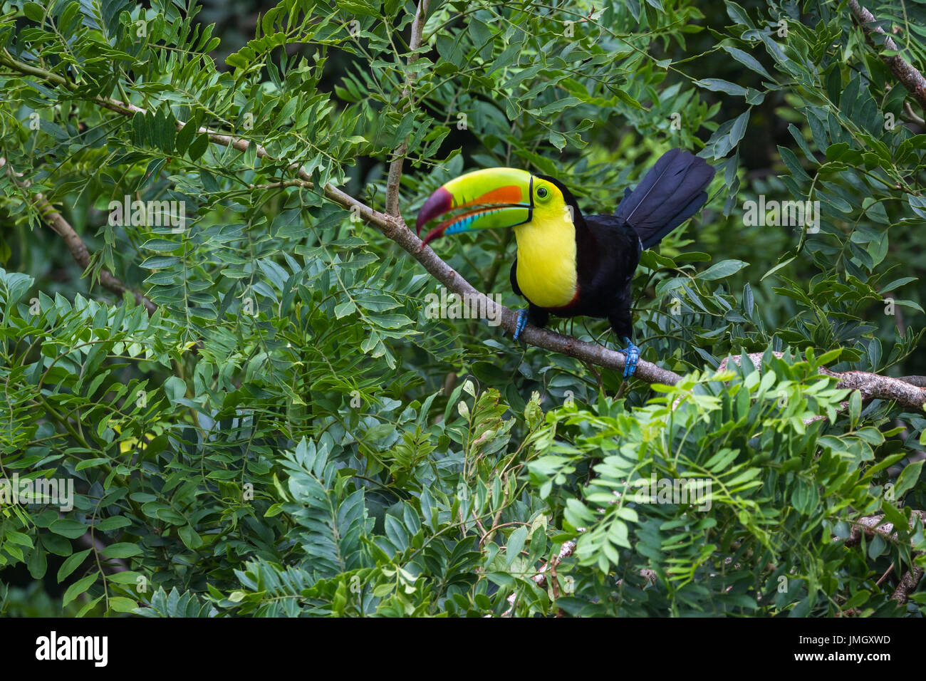 keel billed tucan perched on a tree in the rainforest of Costa Rica ...