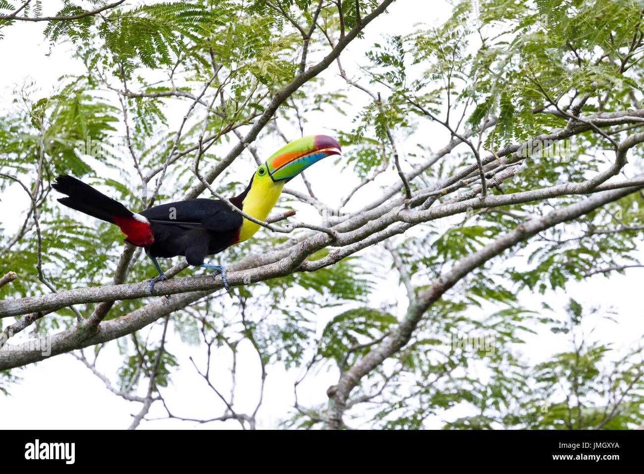 keel billed tucan perched on a tree in the rainforest of Costa Rica ...