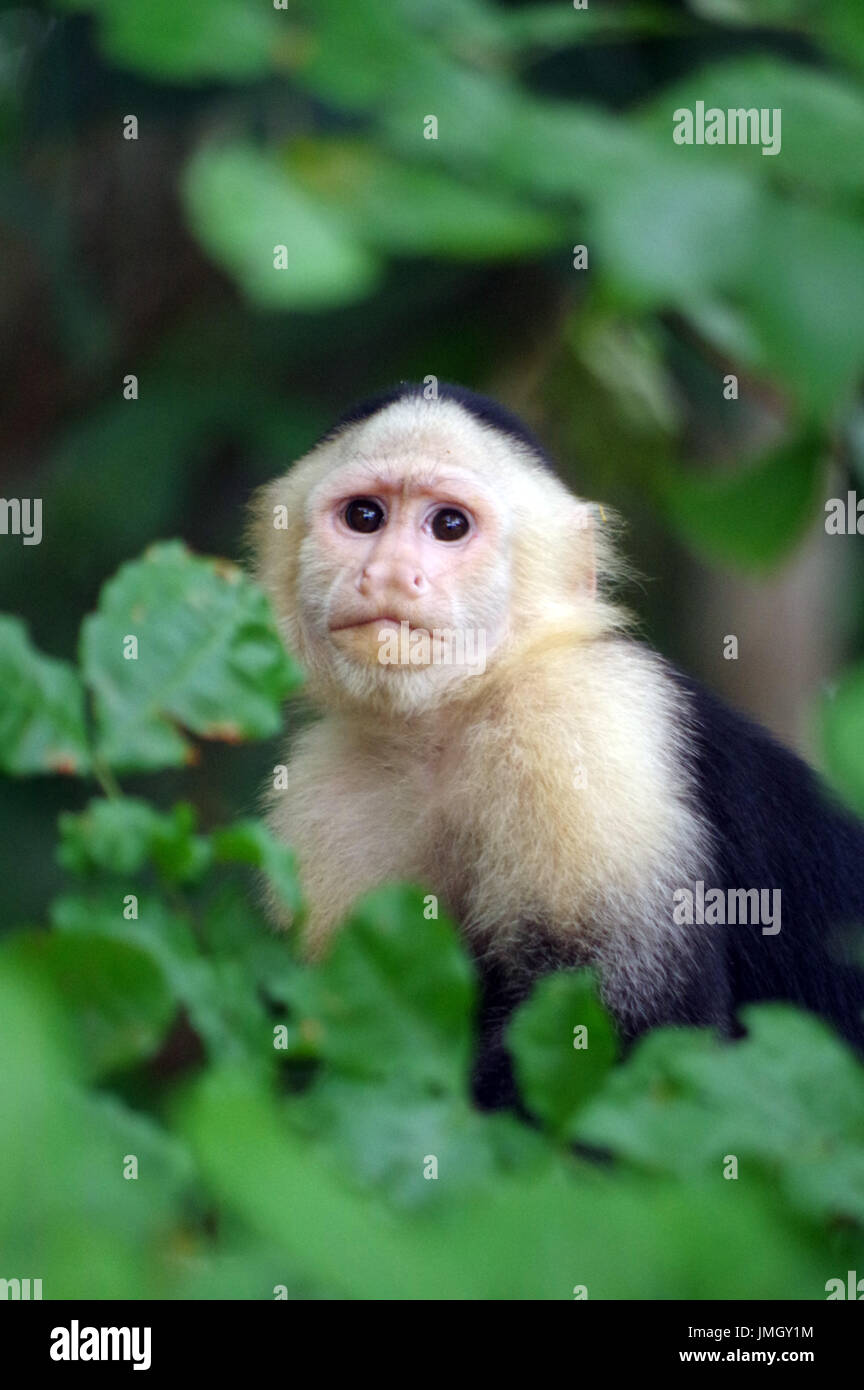 White Faced Capuchin Stock Photo - Alamy