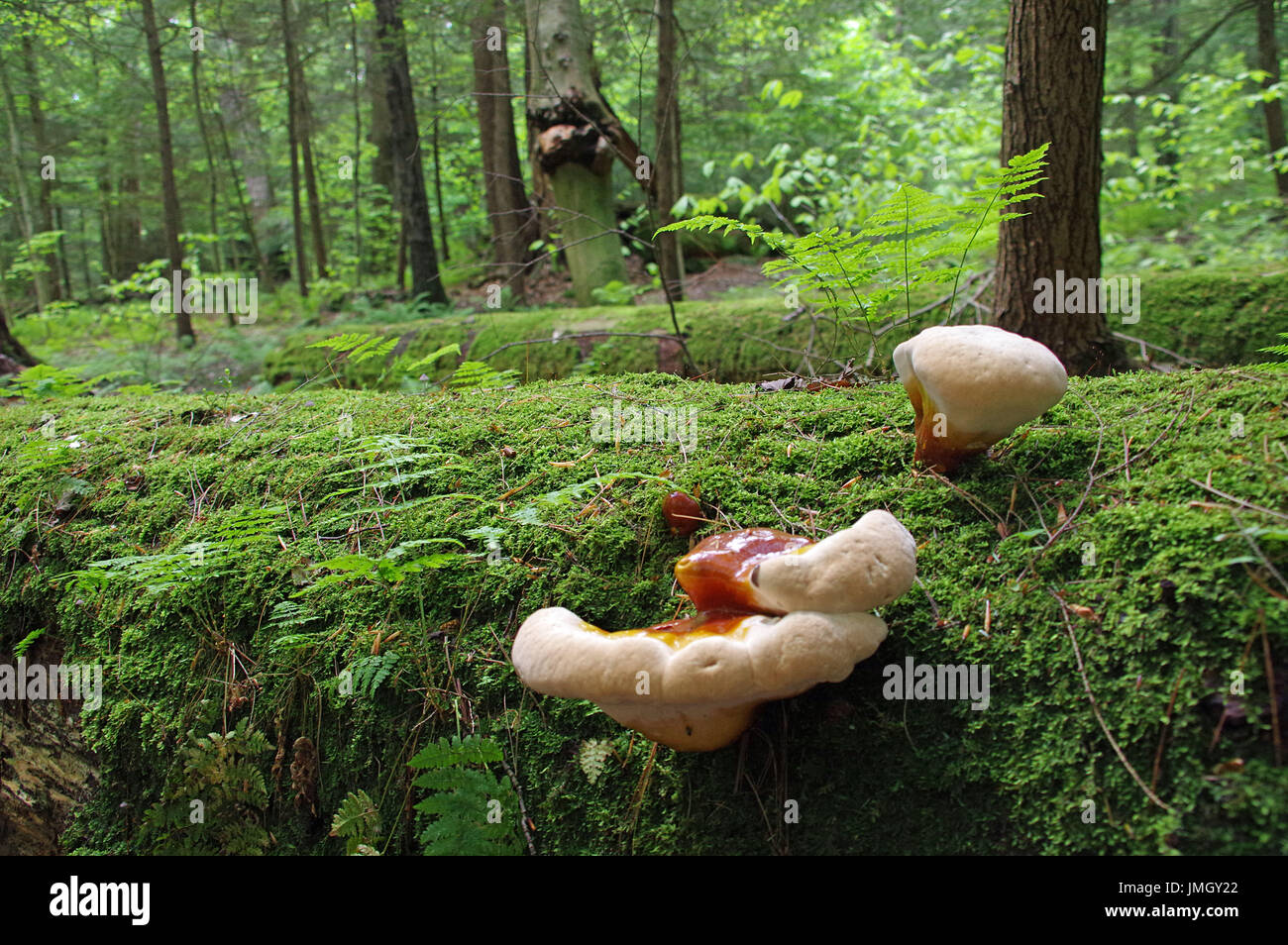 Green fungus hi-res stock photography and images - Alamy
