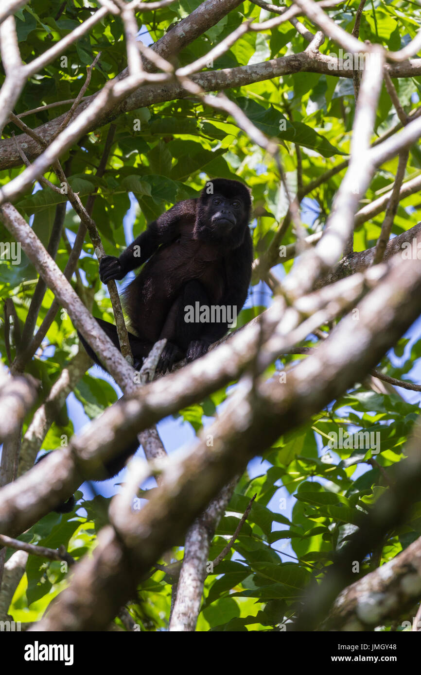 close up of a howler monkey up a tree in the rainforest of Costa Rica ...