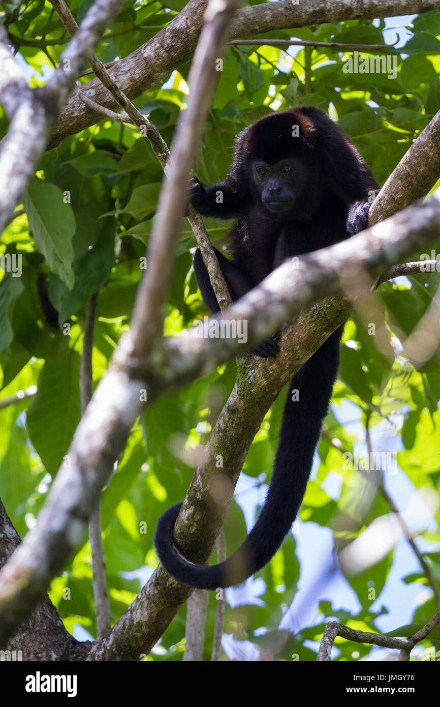 close up of a howler monkey up a tree in the rainforest of Costa Rica ...