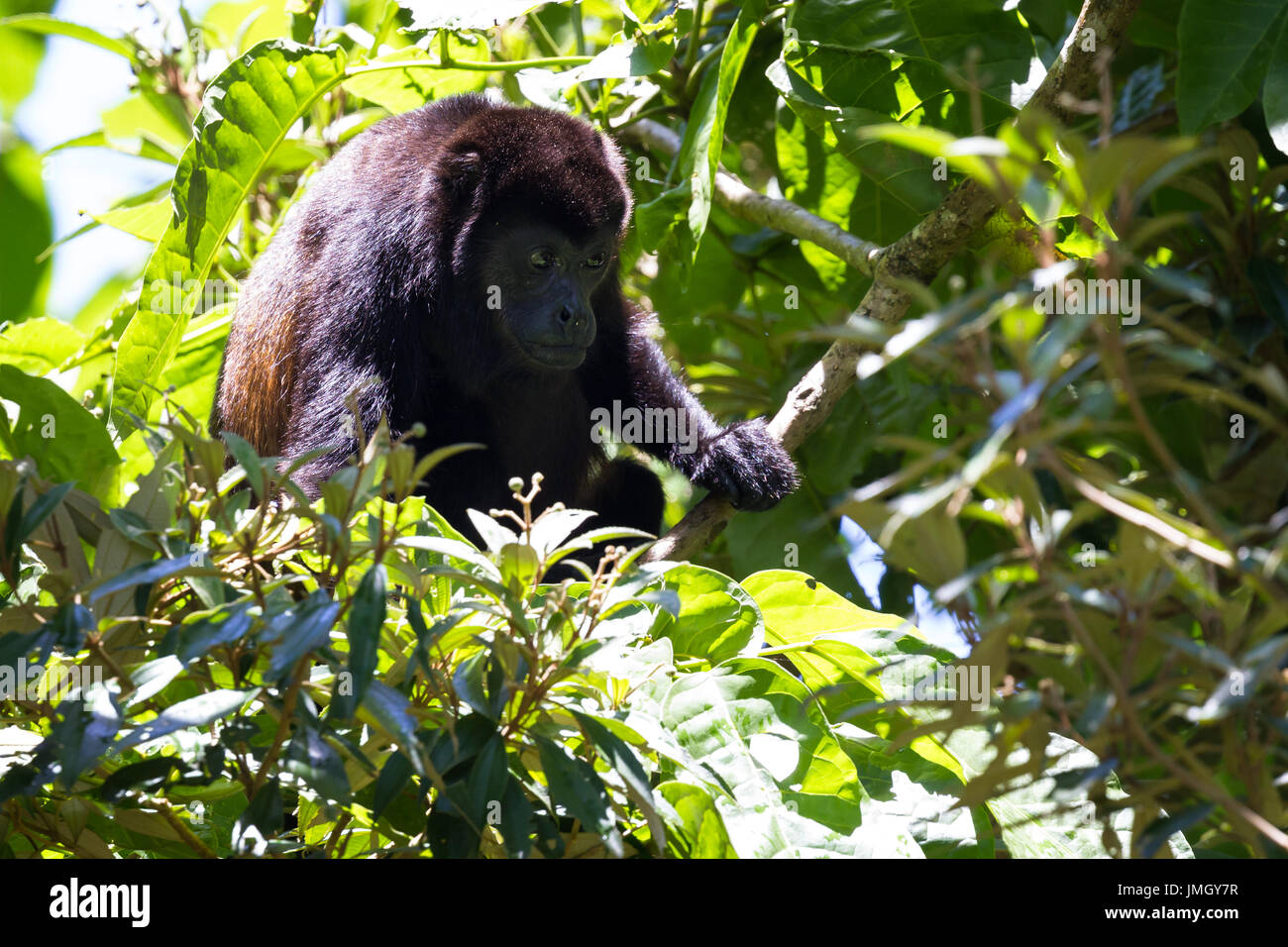 close up of a howler monkey up a tree in the rainforest of Costa Rica ...