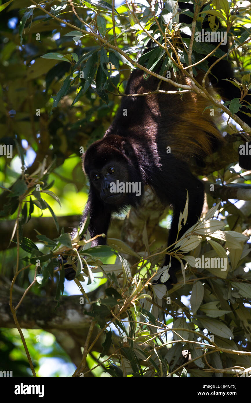 close up of a howler monkey up a tree in the rainforest of Costa Rica ...