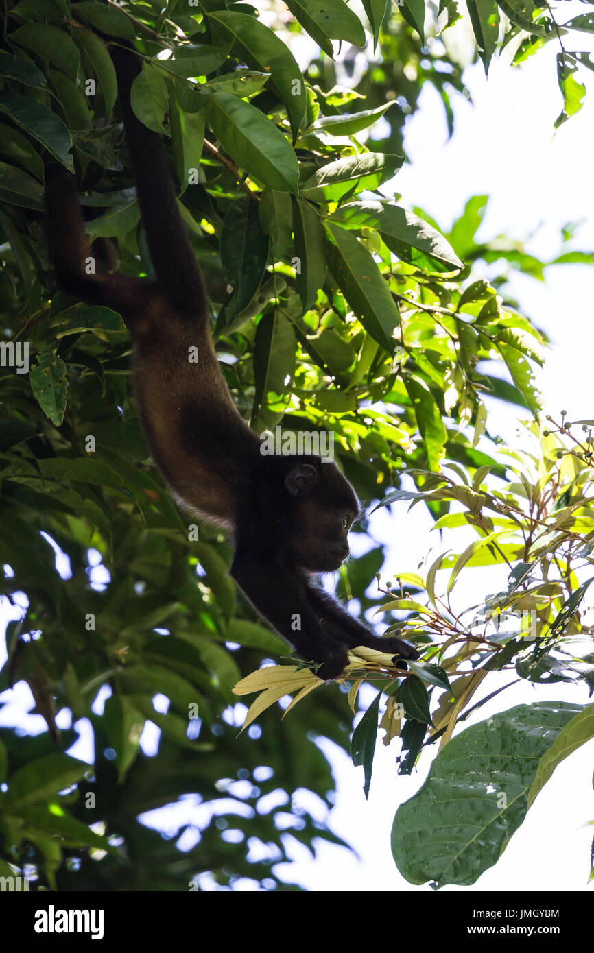 close up of a baby howler monkey up a tree in the rainforest of Costa ...