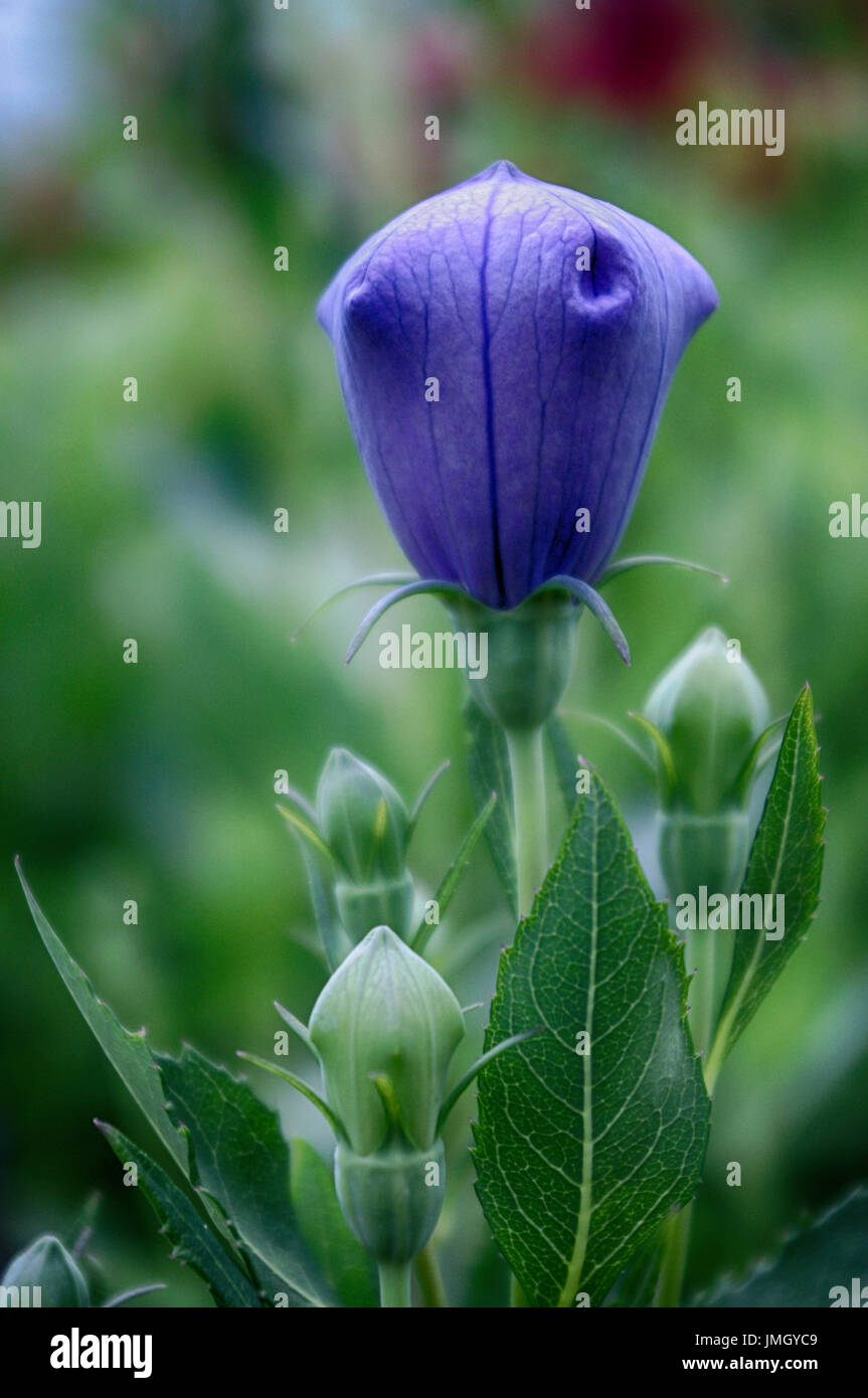 Purple balloon flower hi-res stock photography and images - Alamy