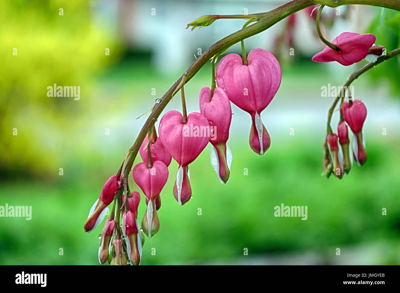 Heart bleeding hi-res stock photography and images - Alamy