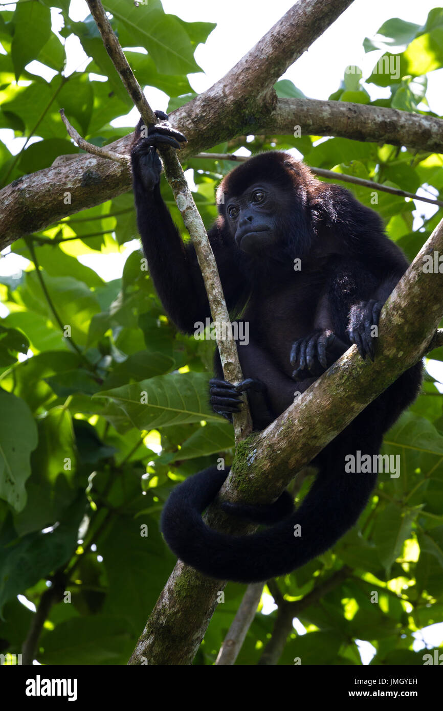 close up of a howler monkey up a tree in the rainforest of Costa Rica ...