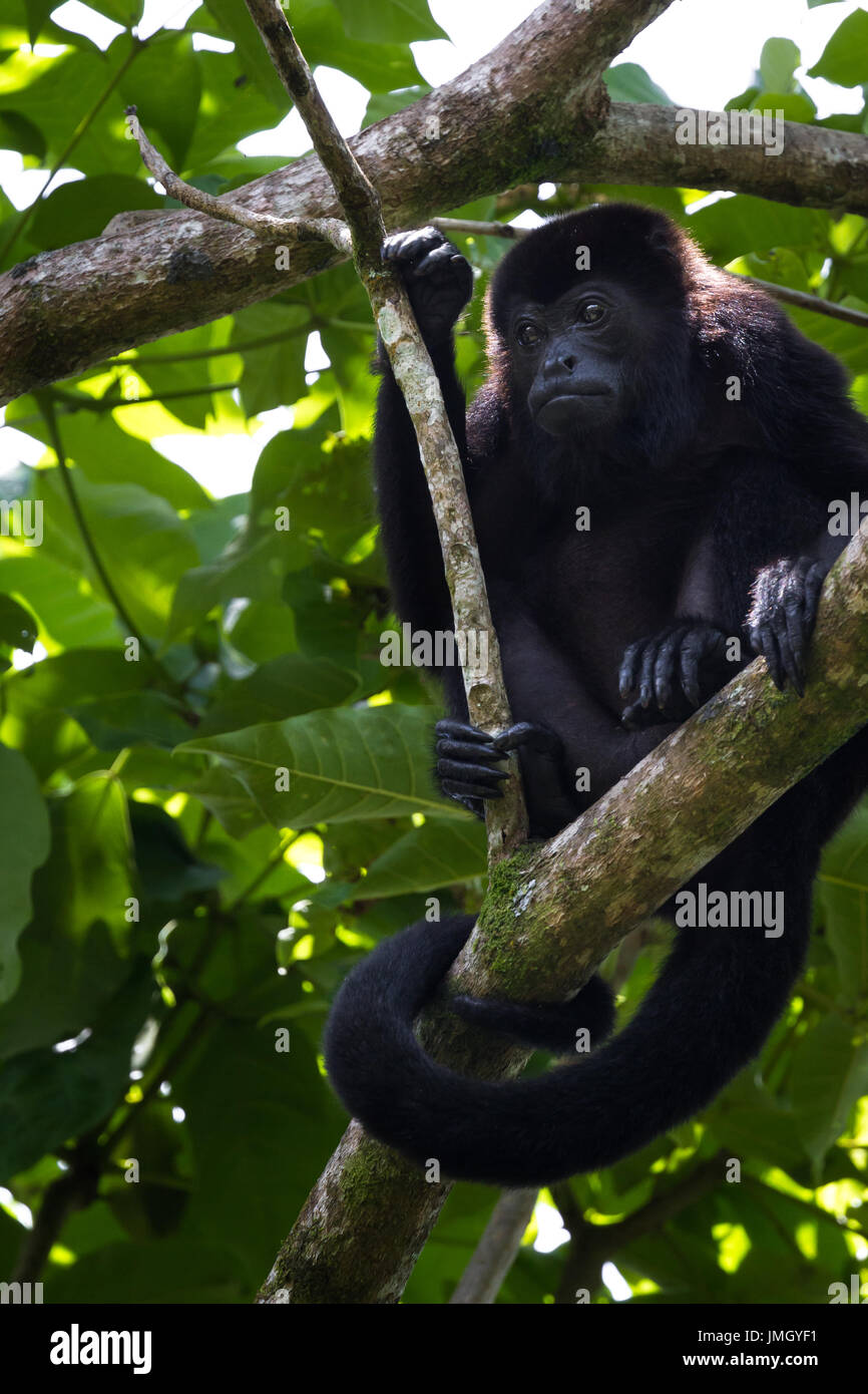 close up of a howler monkey up a tree in the rainforest of Costa Rica ...