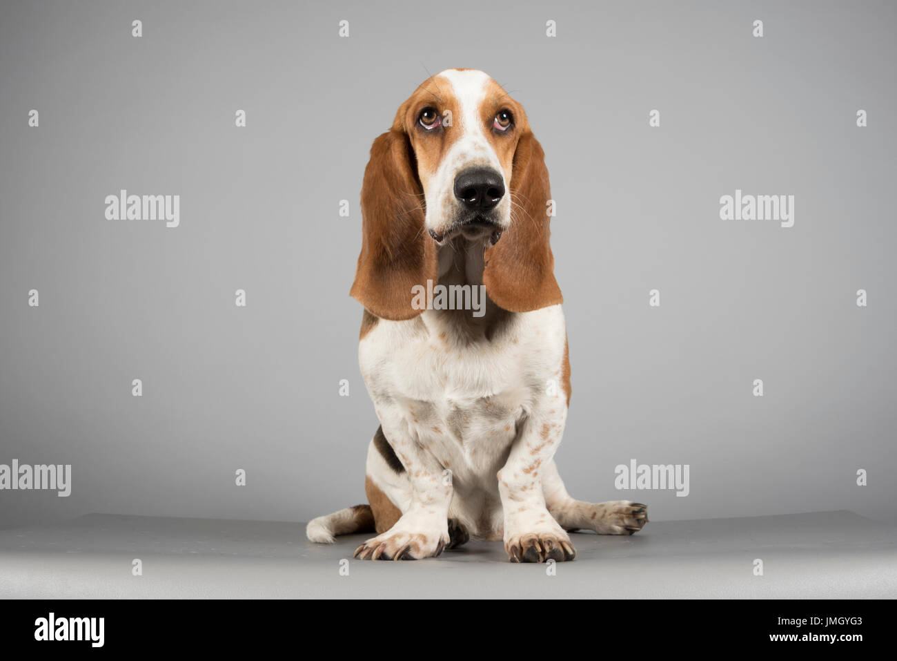 Grey Basset Hound