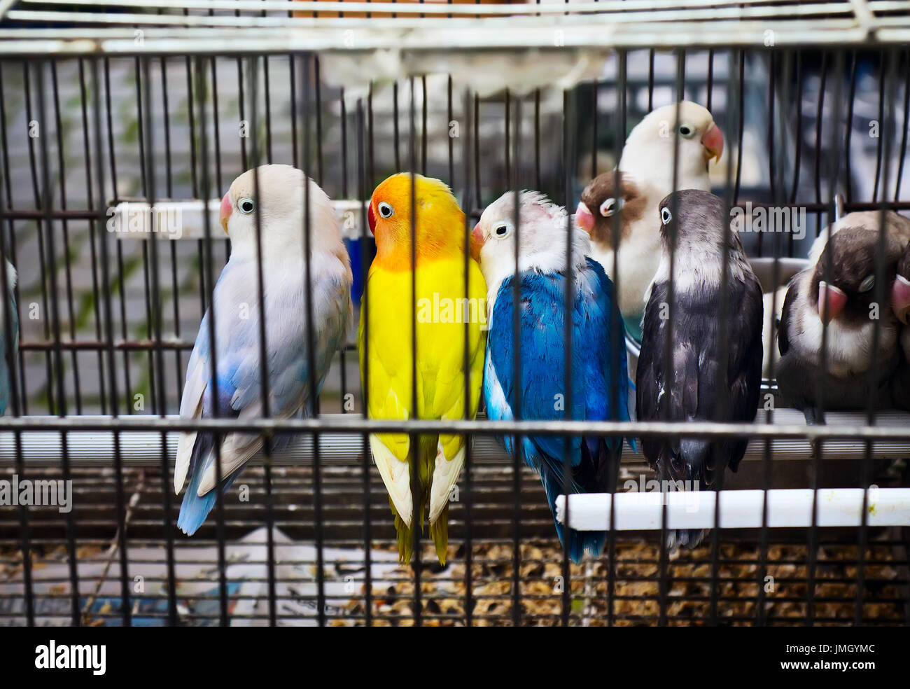 African Love Birds Images