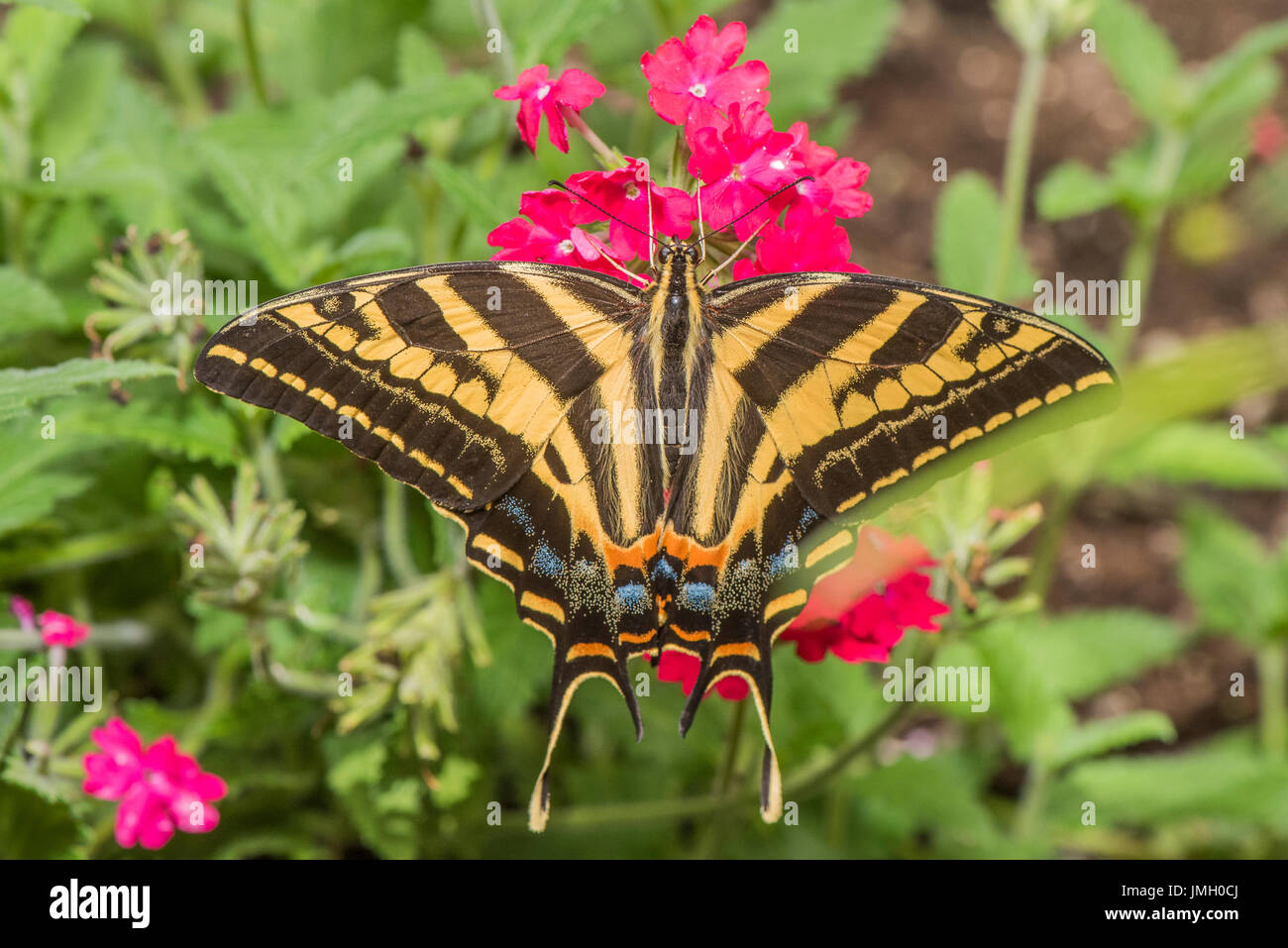 Three tailed tiger swallowtail hi-res stock photography and images - Alamy