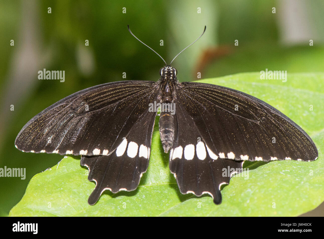A male Common Mormon butterfly at rest Stock Photo - Alamy
