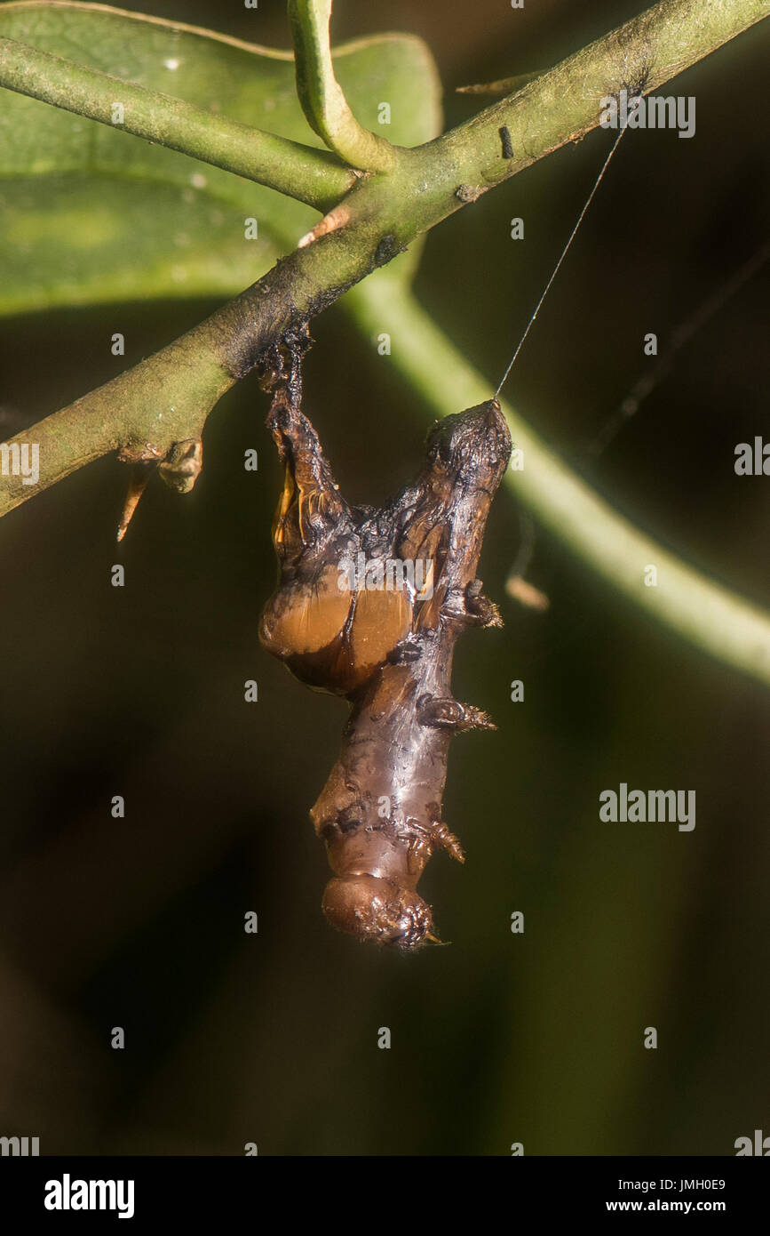 An infected pupating larva of the Scarlet Mormon butterfly Stock Photo ...