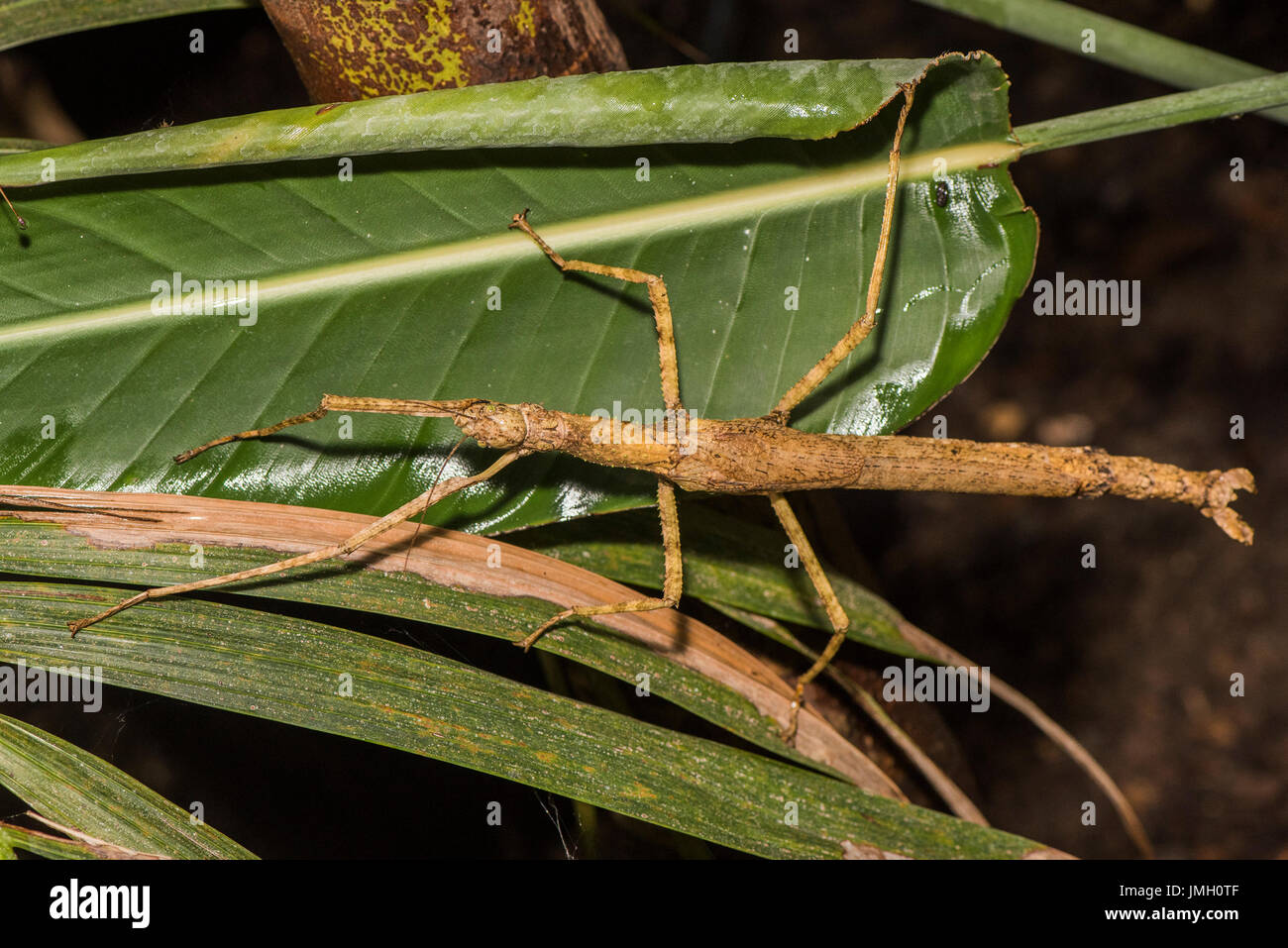 An adult Indonesian Stick insect Stock Photo - Alamy