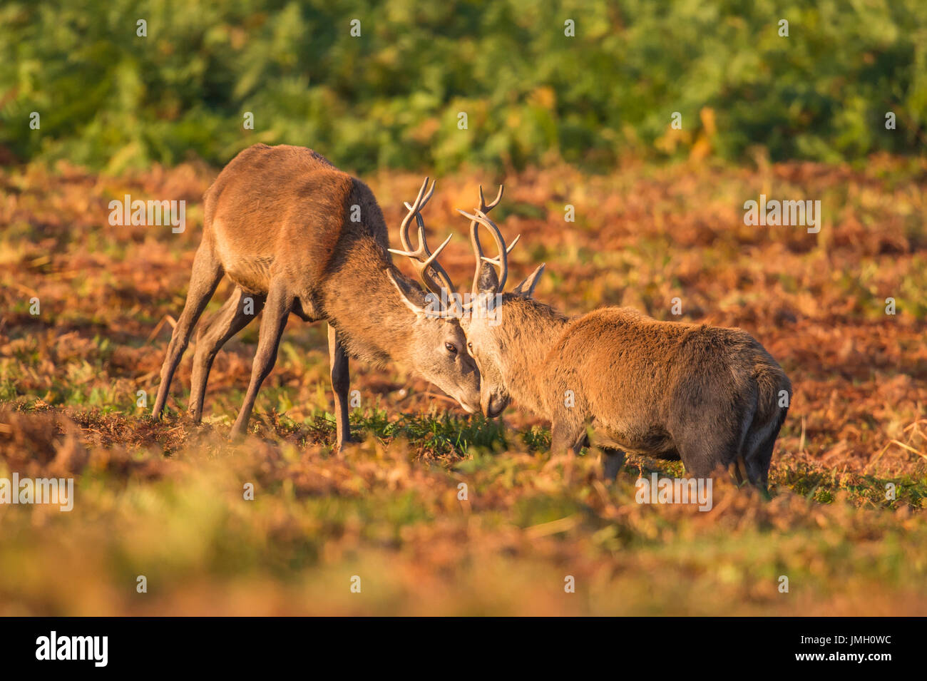 Fighting stag hi-res stock photography and images - Alamy