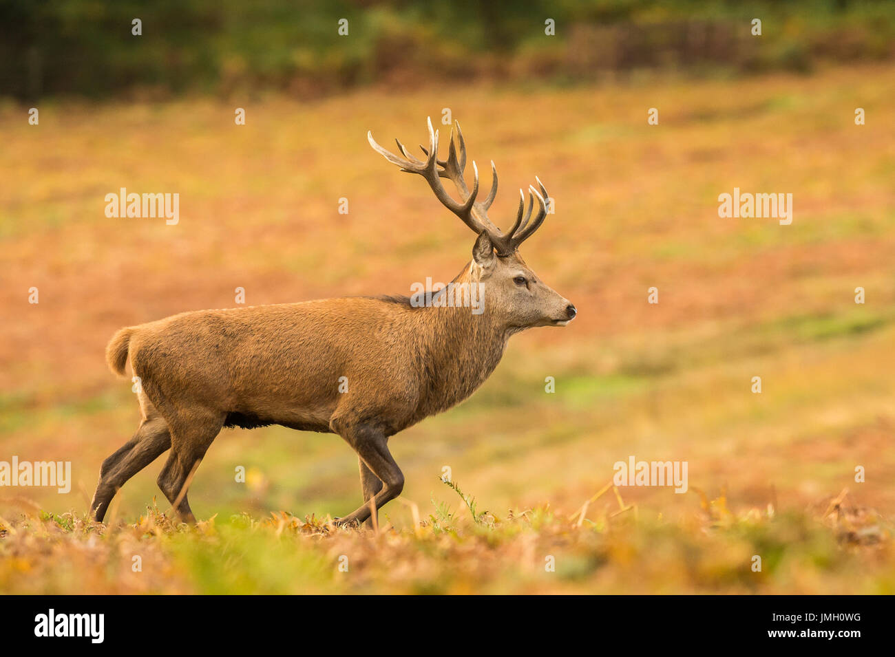 Red deer stag during hi-res stock photography and images - Alamy