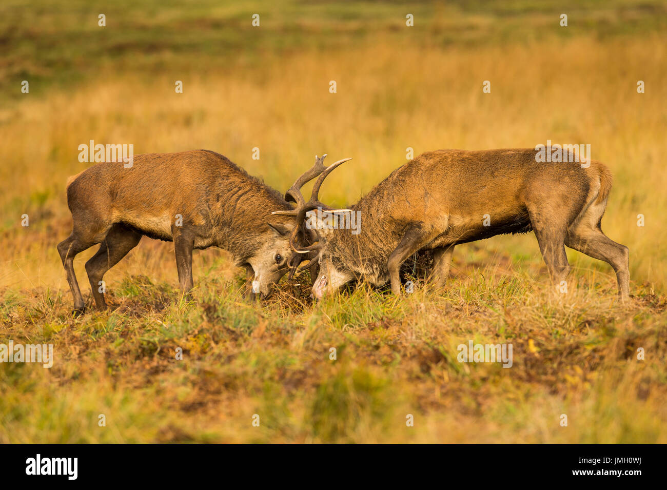 Two stags fighting during the rutting season Stock Photo - Alamy