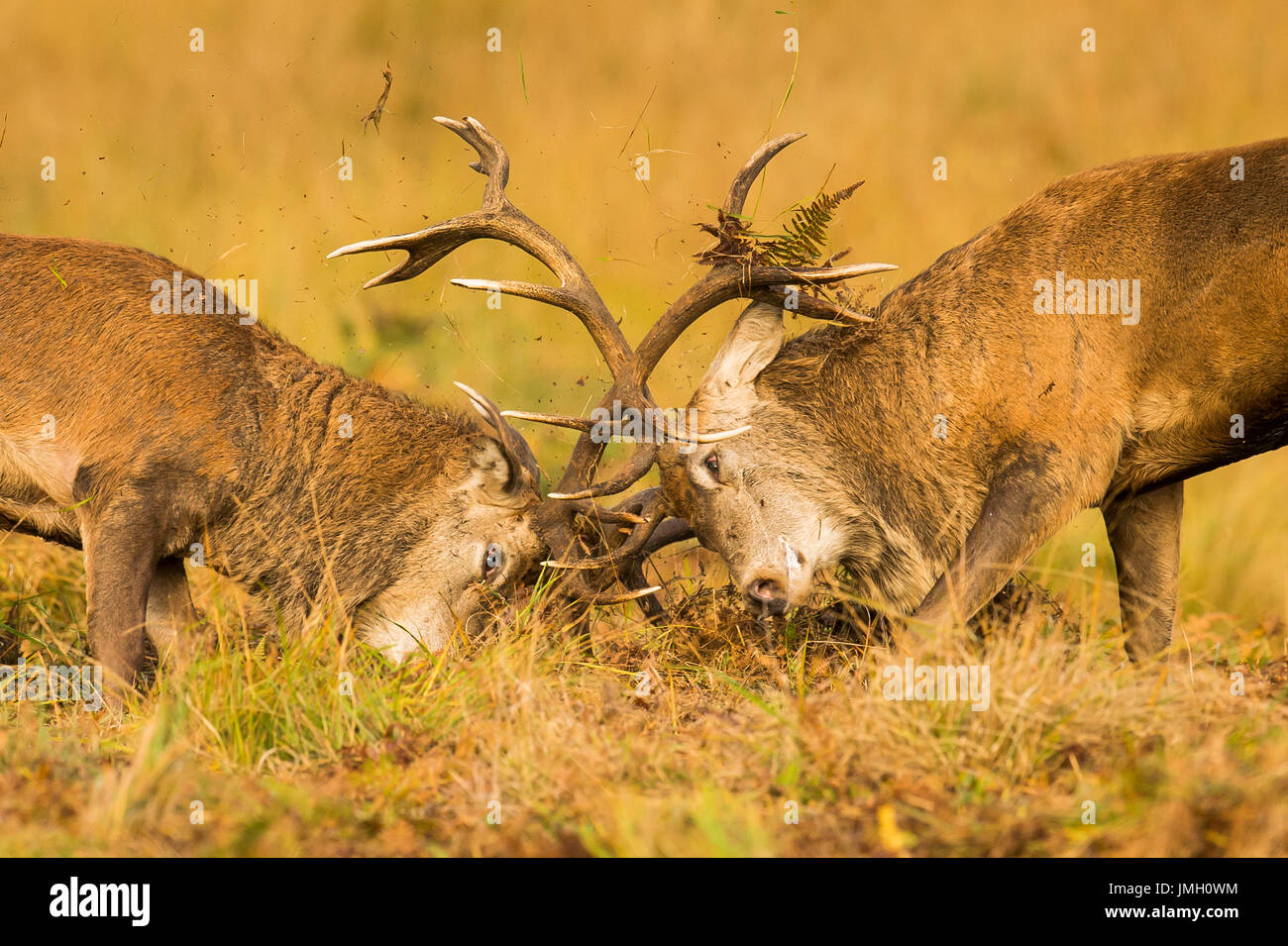 Two stags fighting during the rutting season Stock Photo - Alamy