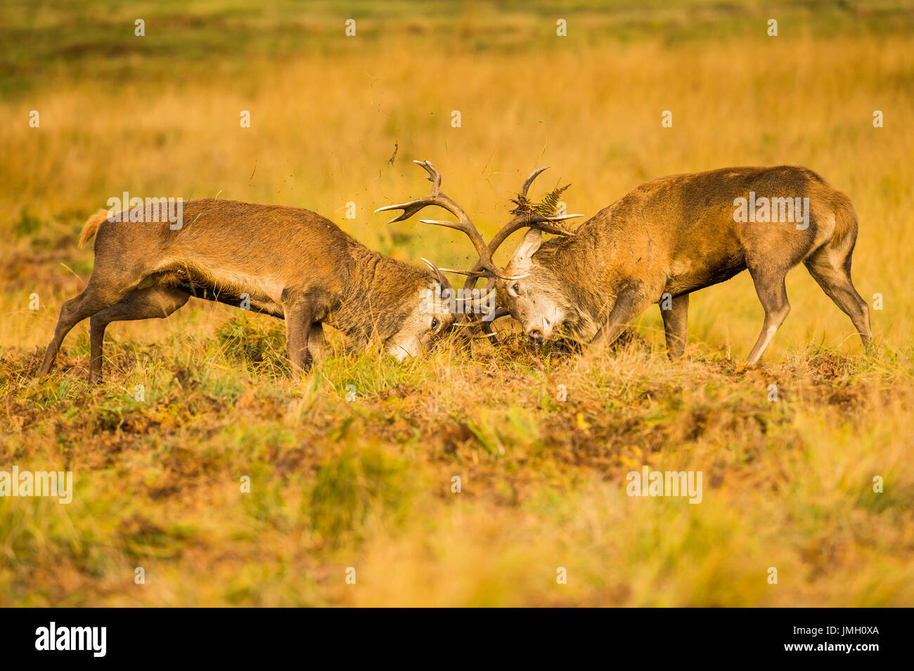 Duelling hi-res stock photography and images - Alamy