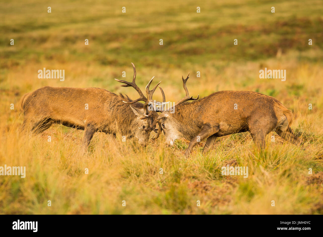 Fighting stag hi-res stock photography and images - Alamy