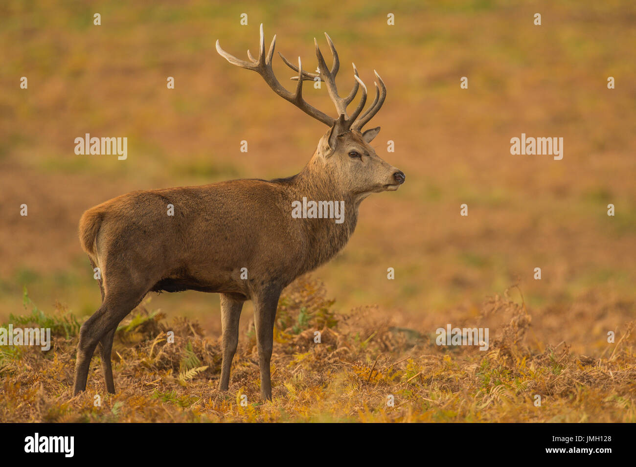 Red deer stag mating hi-res stock photography and images - Alamy