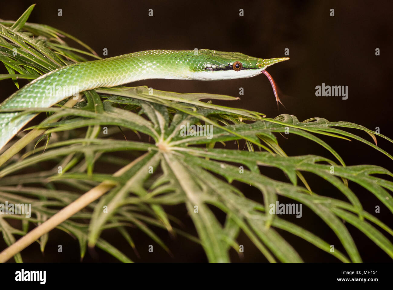 Close up of a Rhinoceros Rat snake Stock Photo - Alamy