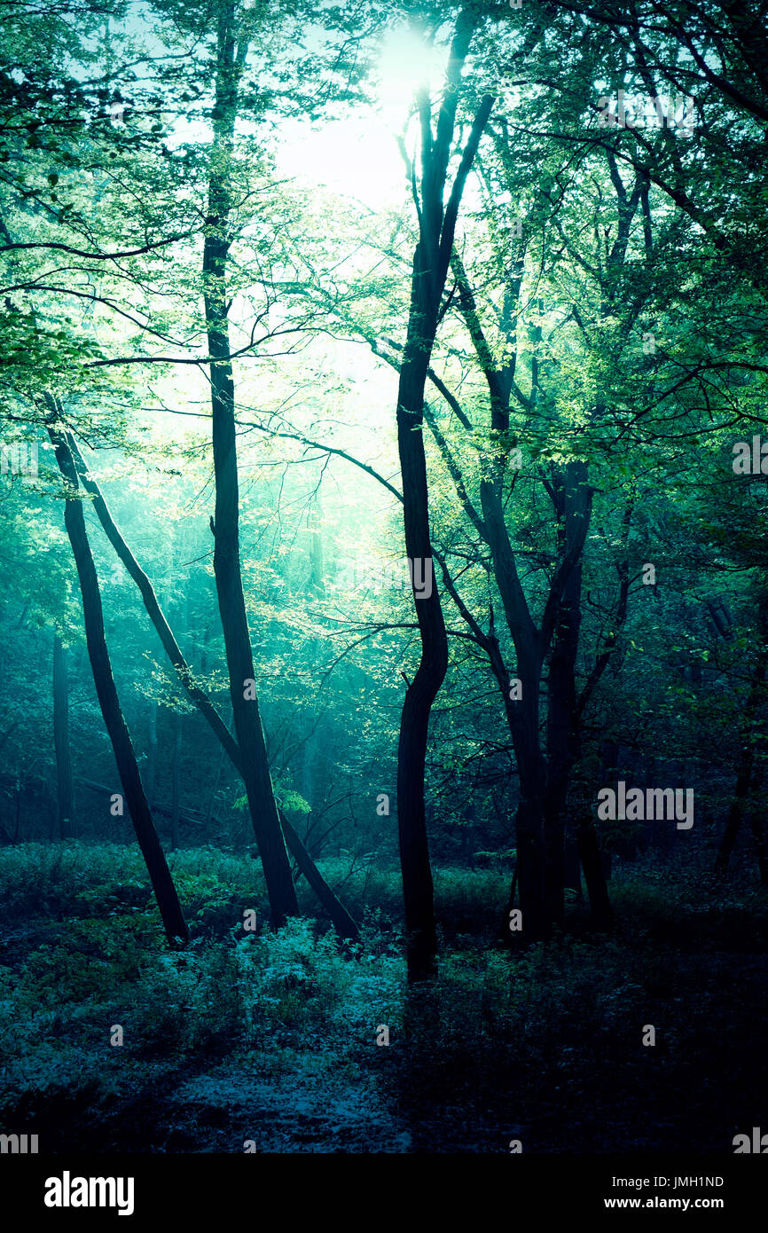 Dark Forest Cover Photos