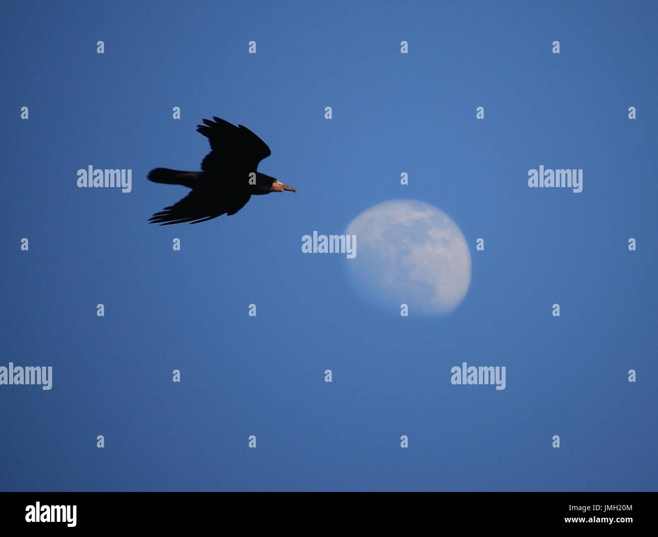Raven and full moon Stock Photo - Alamy