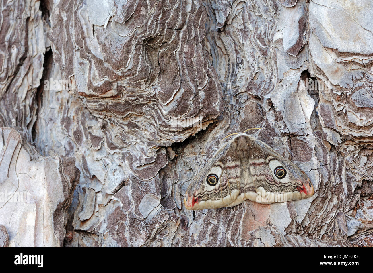 Pine tree emperor moth hi-res stock photography and images - Alamy