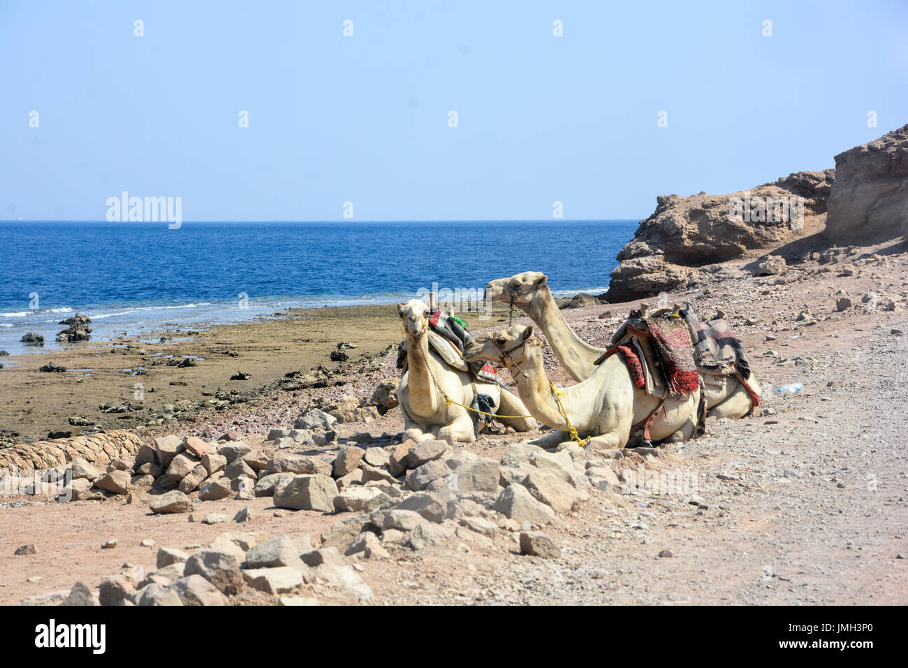 Yellow camels hi-res stock photography and images - Alamy