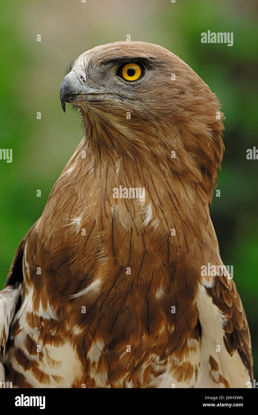 Short toed snake eagle hi-res stock photography and images - Alamy