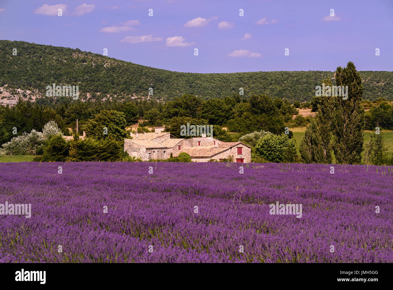 Lavender fields in Provence, France with rolling hillsin the background ...